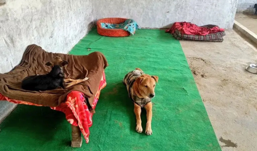Our Campaigns – Save A Stray