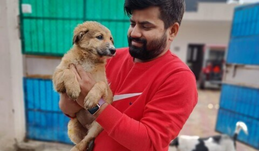 3000+ Stray Dogs and Cows depend on us for Food every day, Help us feed ...
