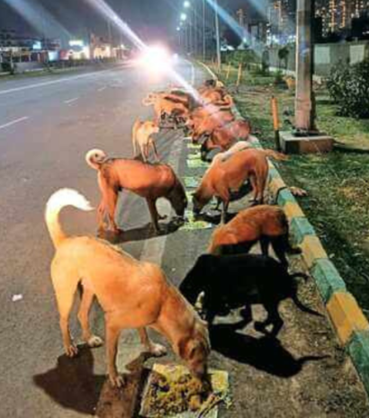 About Us – Save A Stray