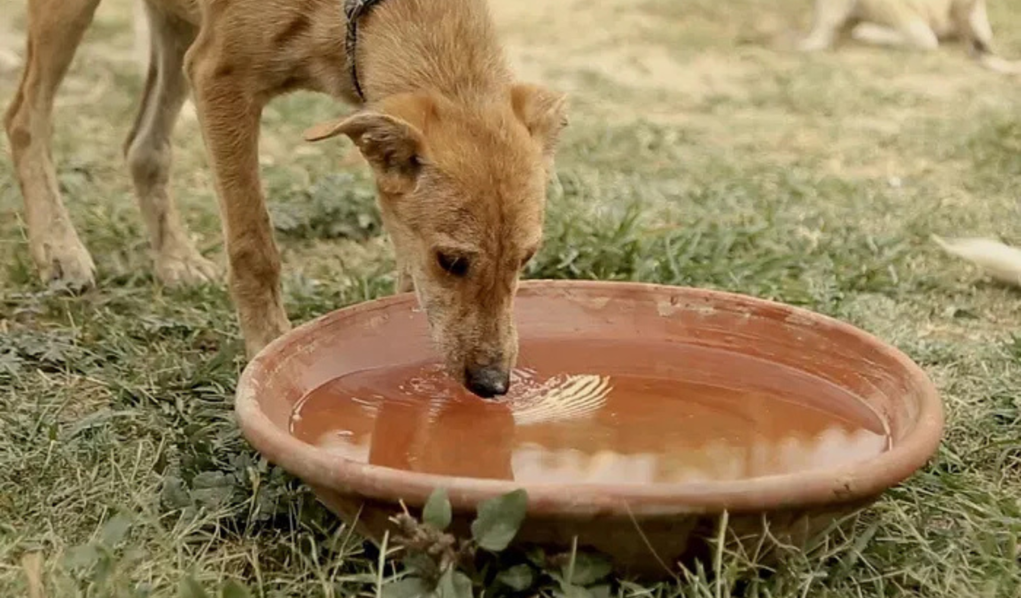 Save A Stray